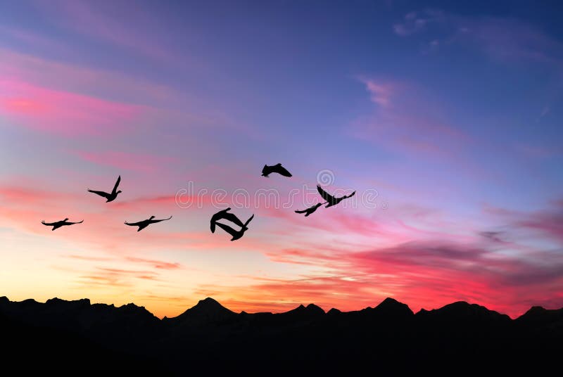 Landscape during Sunset and Flying Birds Stock Photo - Image of season ...