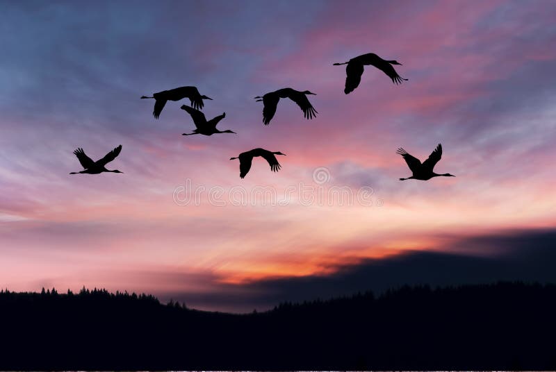 Landscape during Sunset with Flying Birds Stock Photo - Image of nature ...
