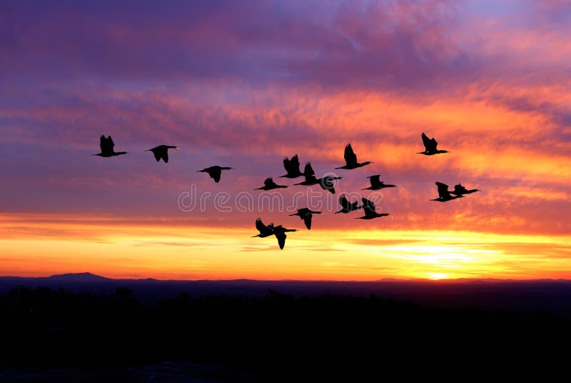 Landscape during Sunset with Flying Birds Stock Image - Image of ...