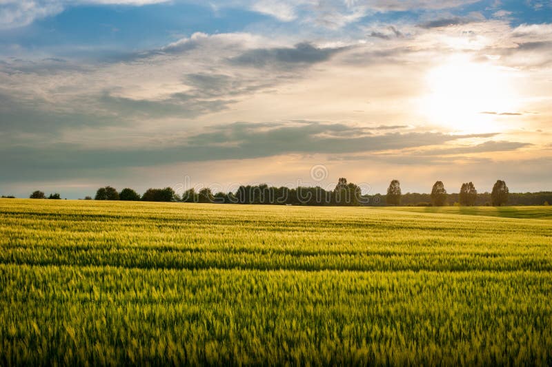 Landscape at Sunset Green Rye and Trees on the Horizon Stock Image ...