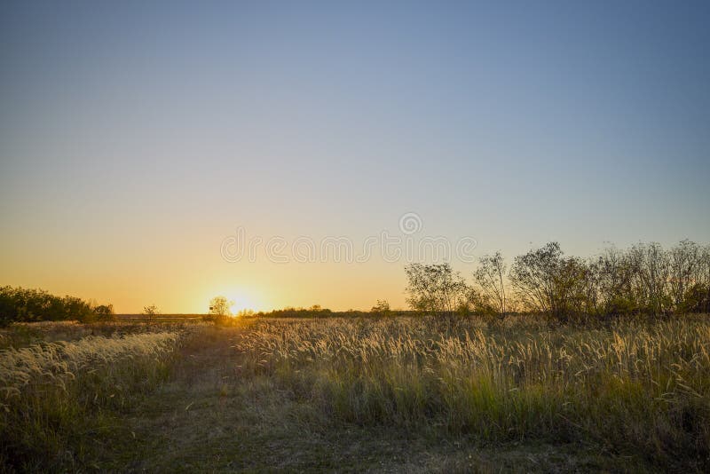 Landscape with Sunset Over a Field with Wild Grass. Stock Photo - Image ...