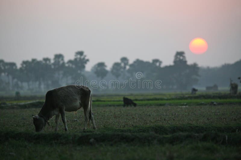 Landscape at Sunset in Sundarbans, India Stock Image - Image of field ...