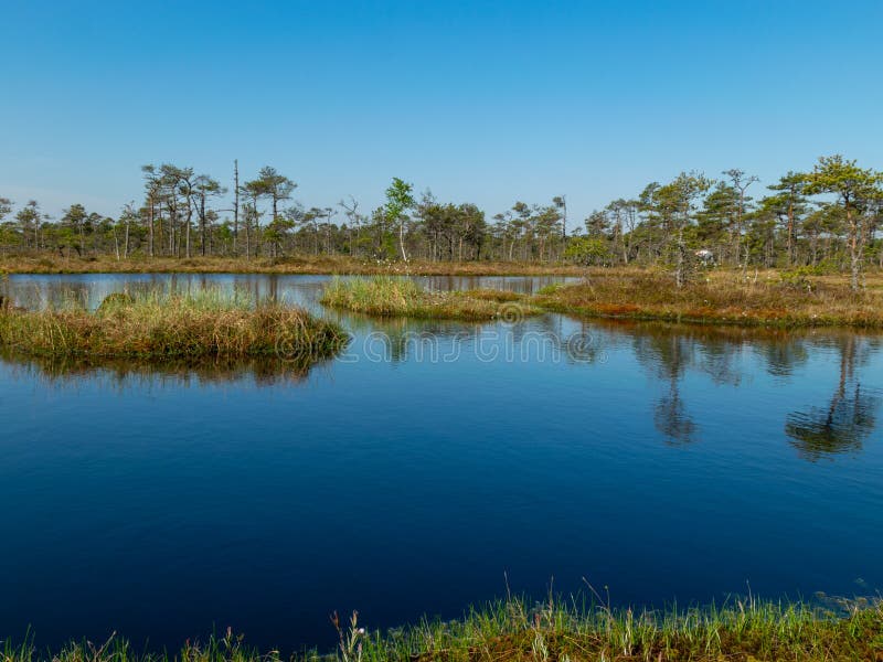 Landscape with Swamps and Swamp Lakes Stock Photo - Image of abstract ...