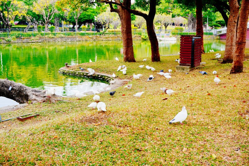 The Landscape of Taichung Park Stock Image - Image of asian ...
