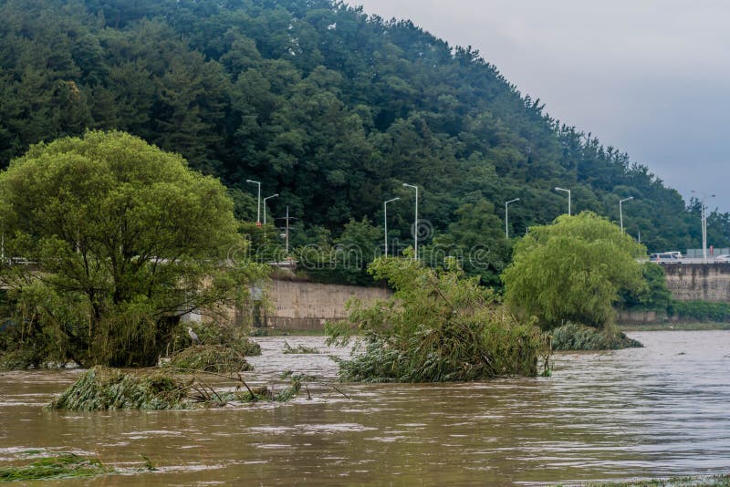 Tall Damaged Trees in Flooded River Stock Image - Image of flood ...