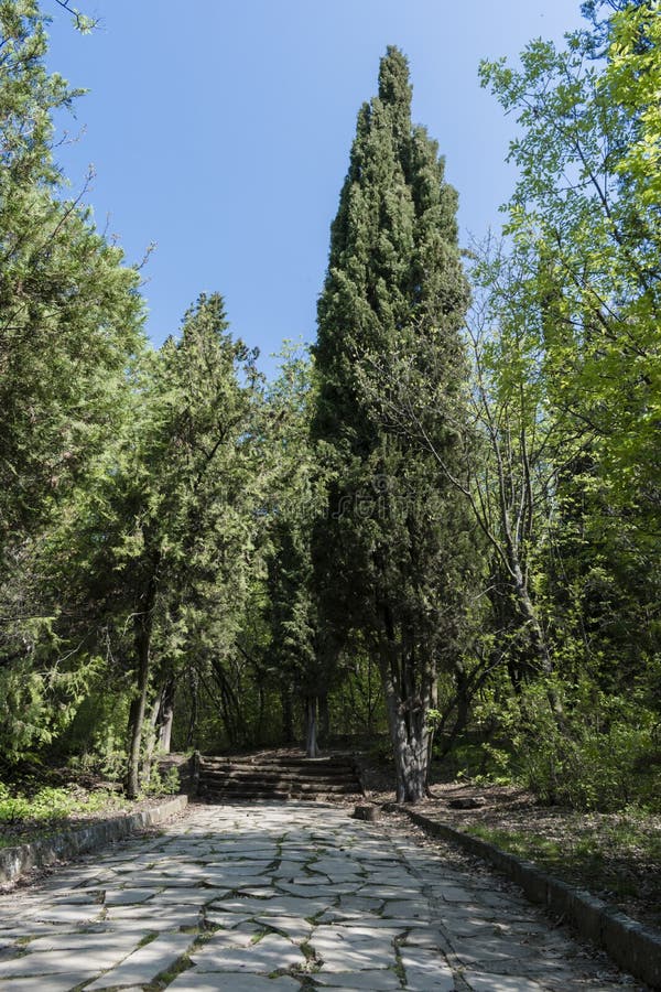 Landscape of Tall Trees Growing in the Park Stock Image - Image of ...