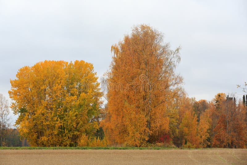 A Landscape with Tall Yellow Trees and Some Bushes Stock Image - Image ...