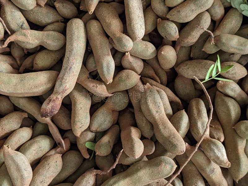 Landscape of Tamarind or Imli Stock Photo - Image of produce, trunk ...