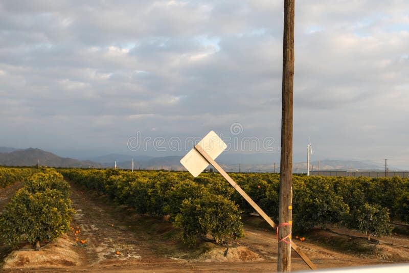 Landscape of a Tangerine Field Under the Sunlight and a Cloudy Sky at ...