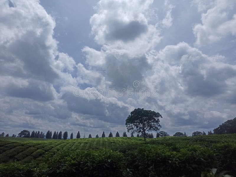 Landscape tea garden stock photo. Image of esthetic - 266254878