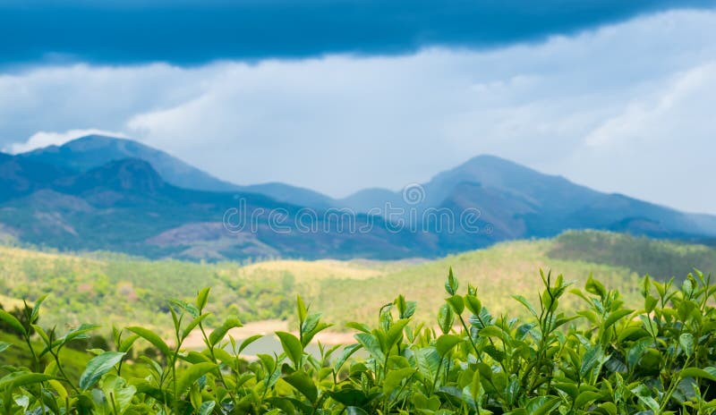 Landscape Tea Leaves, Mountains And The River In India Stock Photo ...