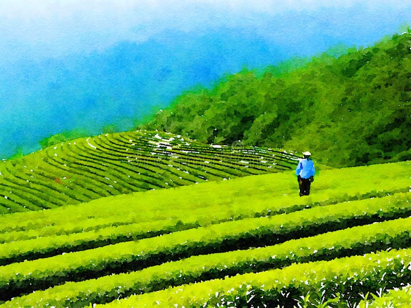 Tea Plantation Watercolor Stock Illustrations – 186 Tea Plantation ...