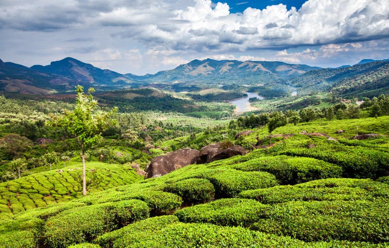 Tea plantations in India stock image. Image of field - 30137521