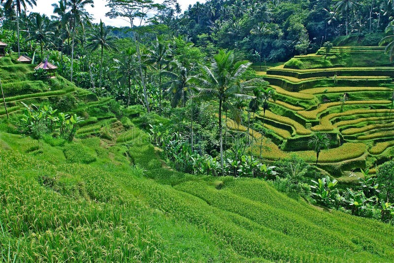 Terrace Rice Field of Ubud Bali Stock Image - Image of ubud, bali: 29905037