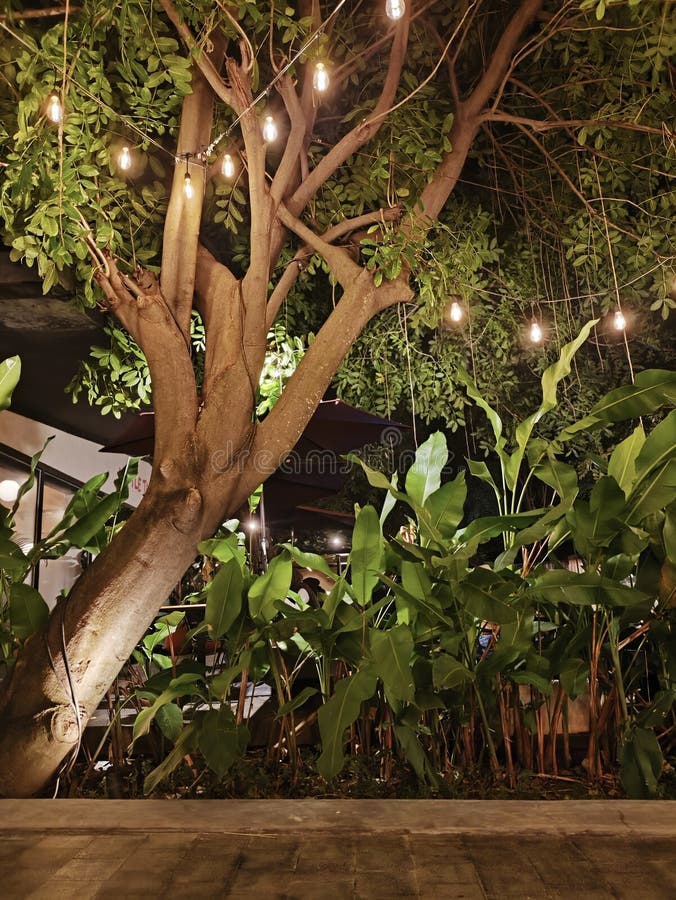 Landscape at Terrace with Tree Palm and Lighting Night Stock Photo ...