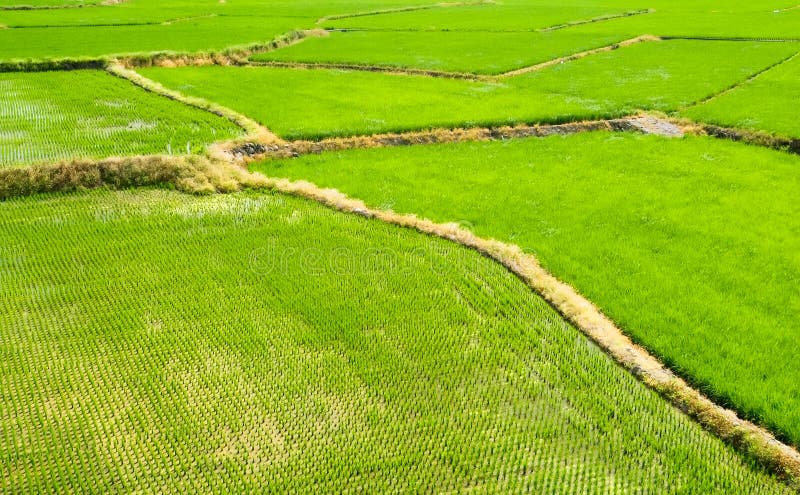 Landscape of Terraced Field Stock Image - Image of irrigation ...