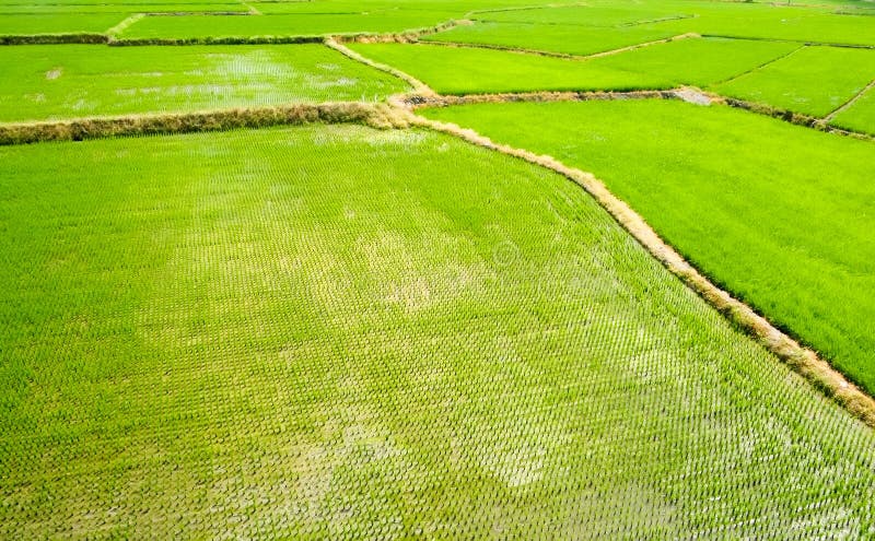 Landscape of Terraced Field Stock Image - Image of growth, lush: 10842507