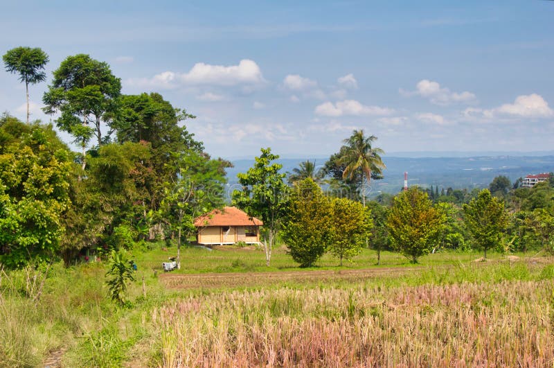 Landscape of Terraced Rice Fields in Sukabumi, West Java, Indonesia ...