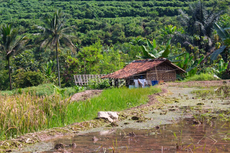 Landscape of Terraced Rice Fields in Sukabumi, West Java, Indonesia ...