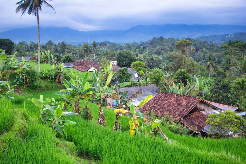 Landscape of Terraced Rice Fields in Sukabumi, West Java, Indonesia ...