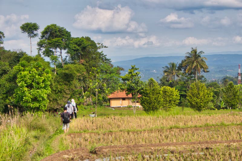 Landscape of Terraced Rice Fields in Sukabumi, West Java, Indonesia ...