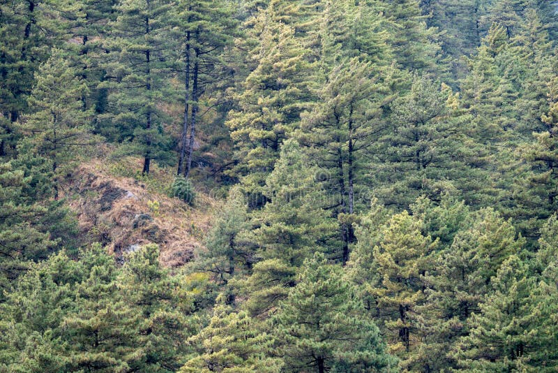 Landscape of Thick Pine Tree Forest in the Mountains Stock Image ...