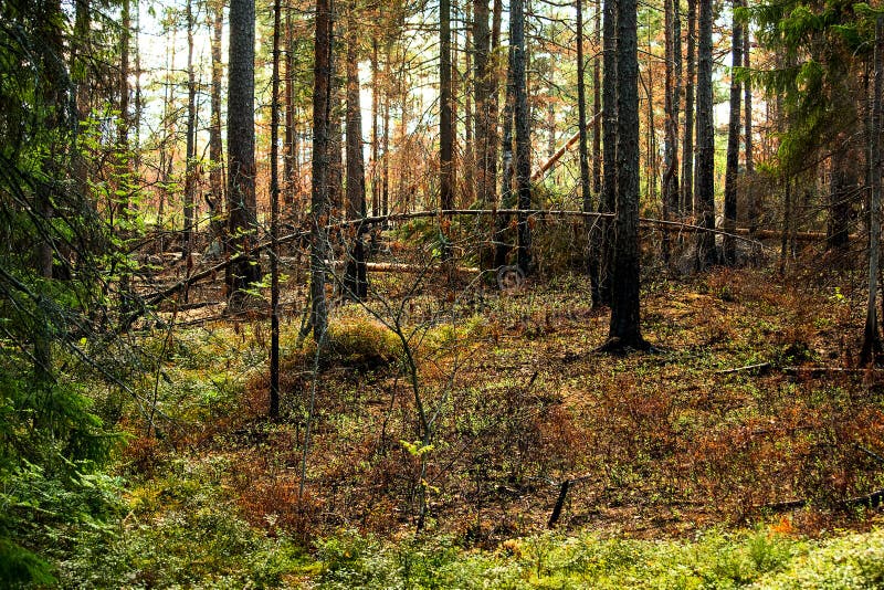Thicket of Forests with Broken Trees Stock Photo - Image of background ...