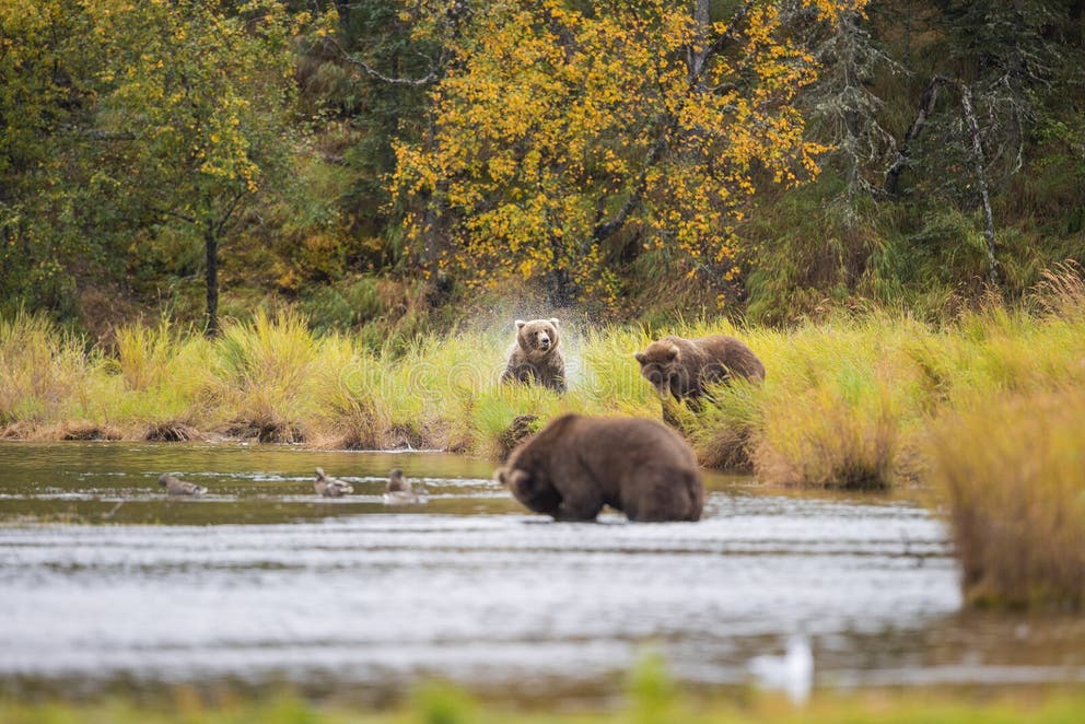 Landscape with Bears in the Water Stock Photo - Image of nature, life ...