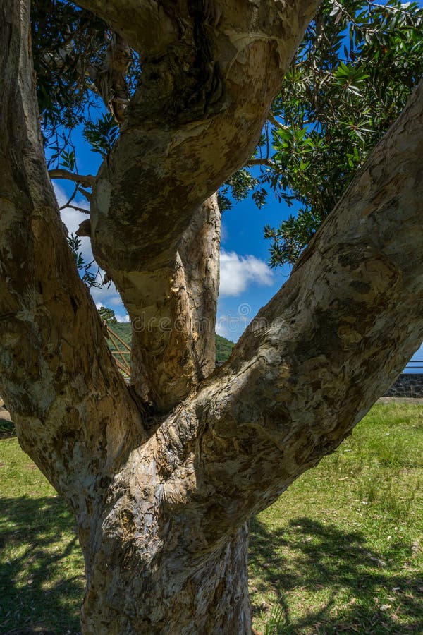 Three-pronged Tree in an Open Field Stock Image - Image of woods ...