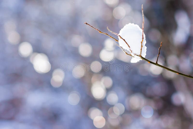 Landscape with Tiny Tree Branches in Nature and Falling, Glowing Snow ...