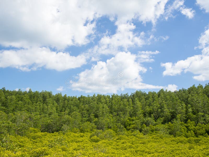 Landscape with Tiny Trees Blurred Foreground in Cloudy Skies Day Stock ...