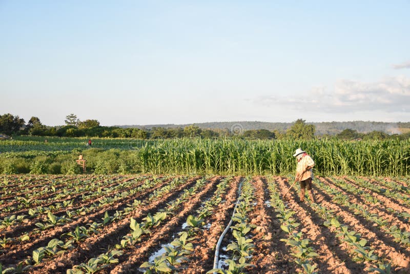 Landscape of tobacco field stock photo. Image of fresh - 205015934 Landscape of tobacco field stock photo. Image of fresh - 205015934