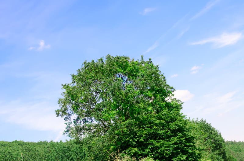 Landscape of a Top of Trees and Sky Stock Image - Image of natural ...