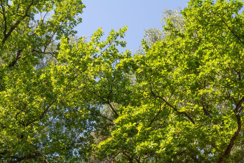 A Clump of Trees in Springtime Stock Photo - Image of bright, backdrop ...