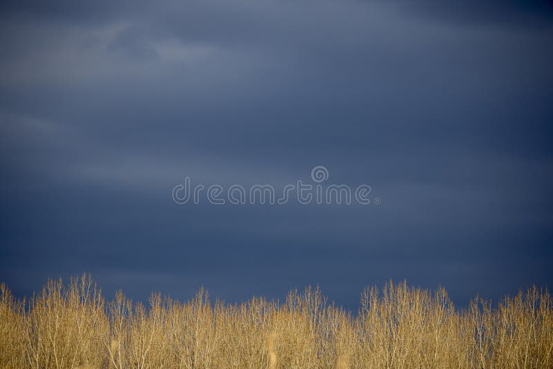 Landscape with the Tops of Poplar Trees Stock Photo - Image of scenic ...