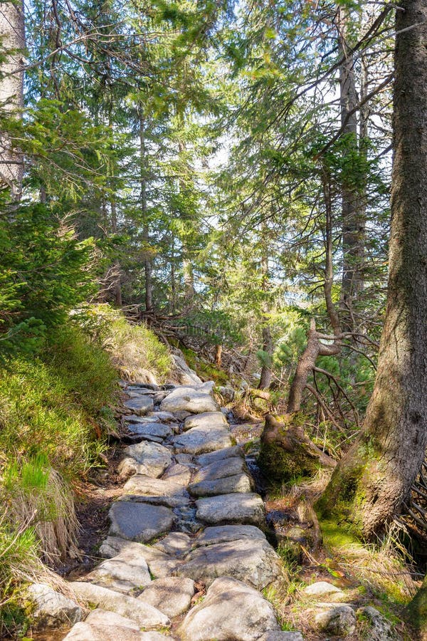 Landscape with Trail Path among Trees Stock Photo - Image of nature ...