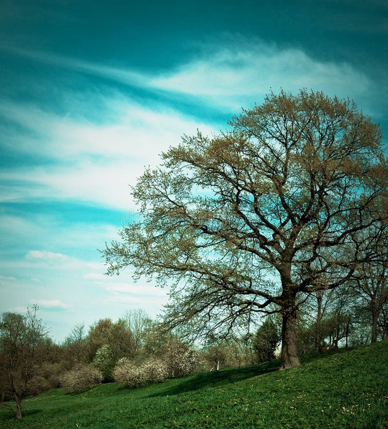 Landscape with a tree stock photo. Image of landscape - 16271598