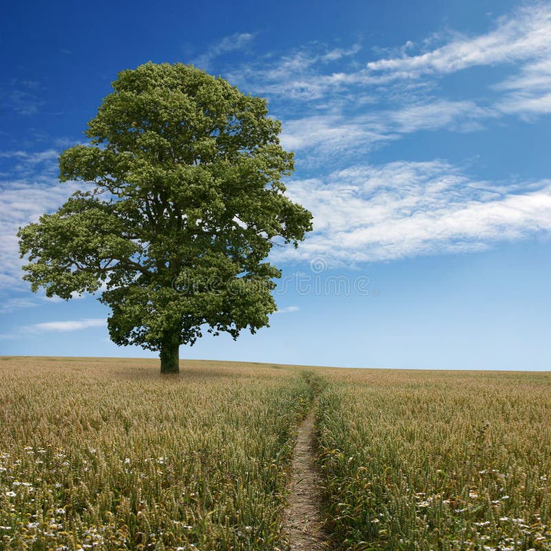 Landscape with Tree stock image. Image of single, landscape - 21622081