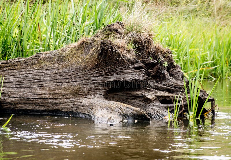 Landscape of Tree Bough with Greenery in the River Stock Image - Image ...