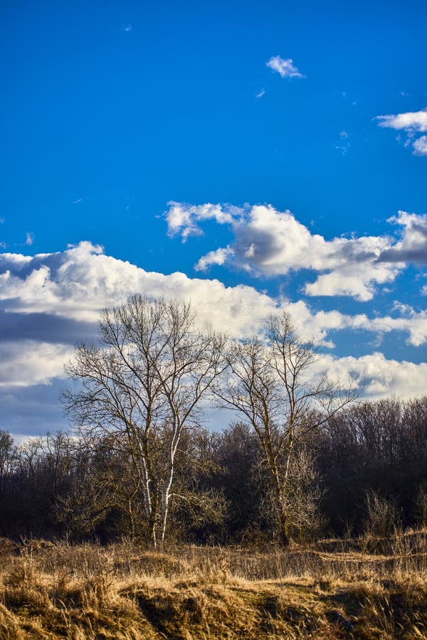 Landscape with a Tree and Clouds on a Sunny Day Stock Image - Image of ...