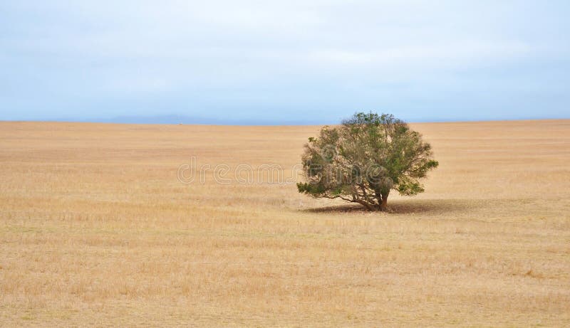 Dry field stock image. Image of rural, autum, south, africa - 29844087