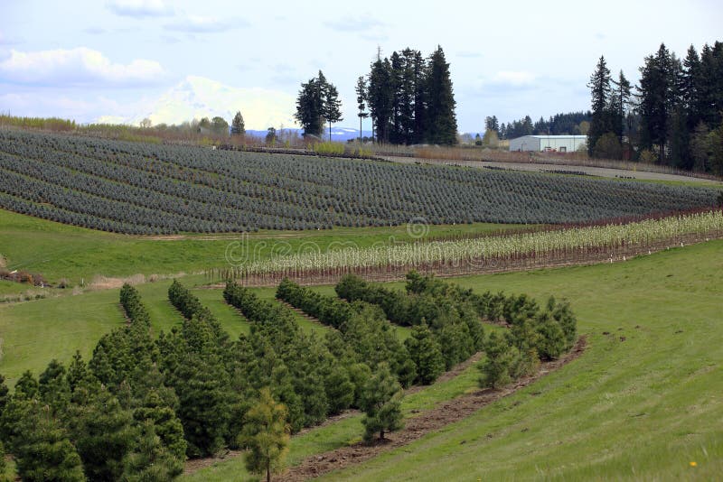 Landscape & Tree Farms. Stock Image - Image of environment, commerce ...