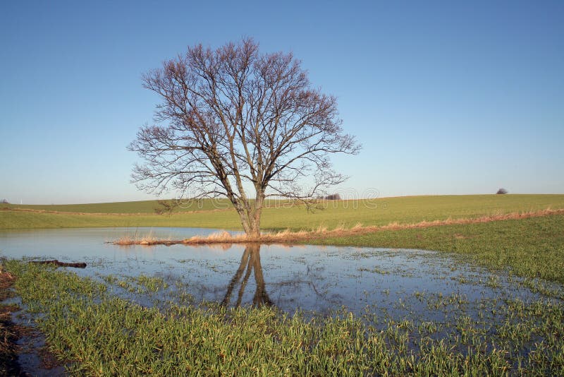 Landscape tree field stock photo. Image of nature, spring - 2082254