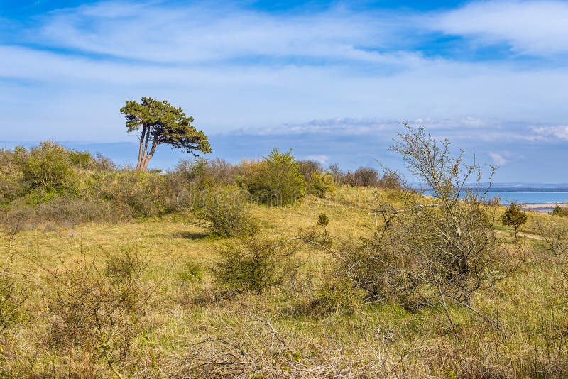 Landscape with Tree on the Island Hiddensee, Germany Stock Photo ...