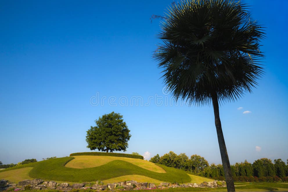 Landscape - Tree on the Mound on the Blue Sky Stock Image - Image of ...