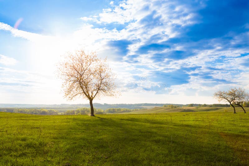 Landscape with Tree Over Sunrise Stock Image - Image of field, mist ...