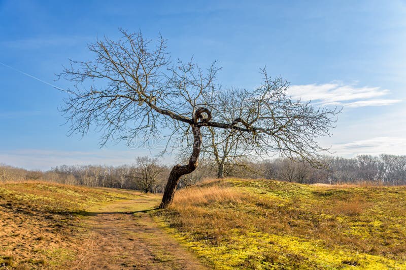 Landscape with Tree and Path Stock Image - Image of environment, hiking ...