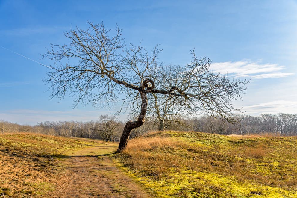 Landscape with Tree and Path Stock Image - Image of environment, hiking ...