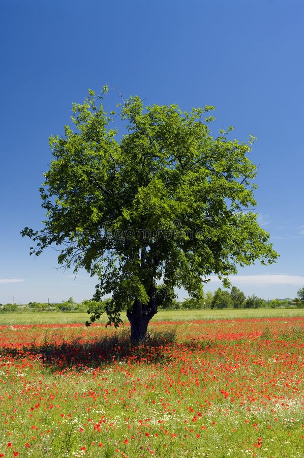Landscape with Tree and Poppyes Stock Image - Image of spring, skye ...