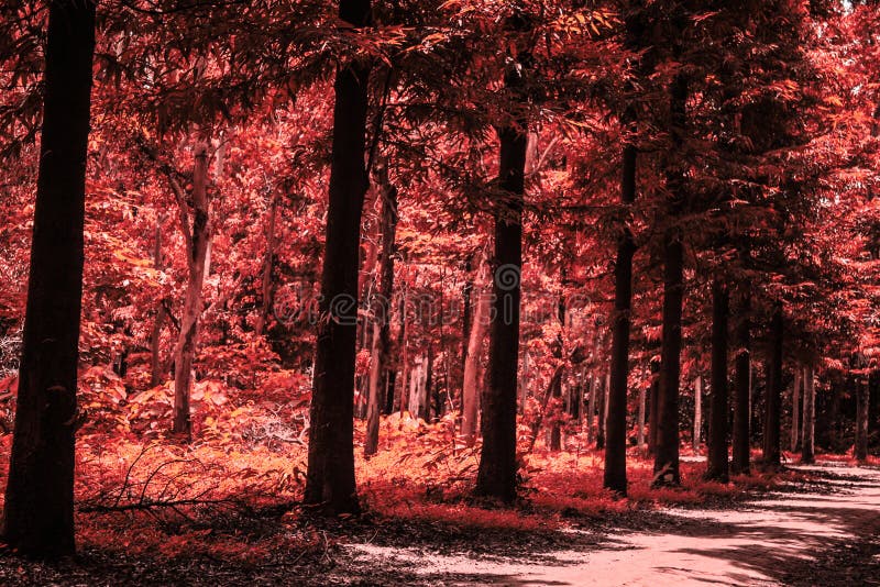 Landscape of Tree rows stock image. Image of bali, fieldn - 125802227